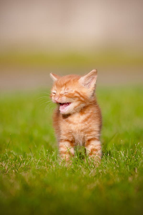 Portrait of a Red Kitten Meowing Stock Image - Image of feline, baby ...