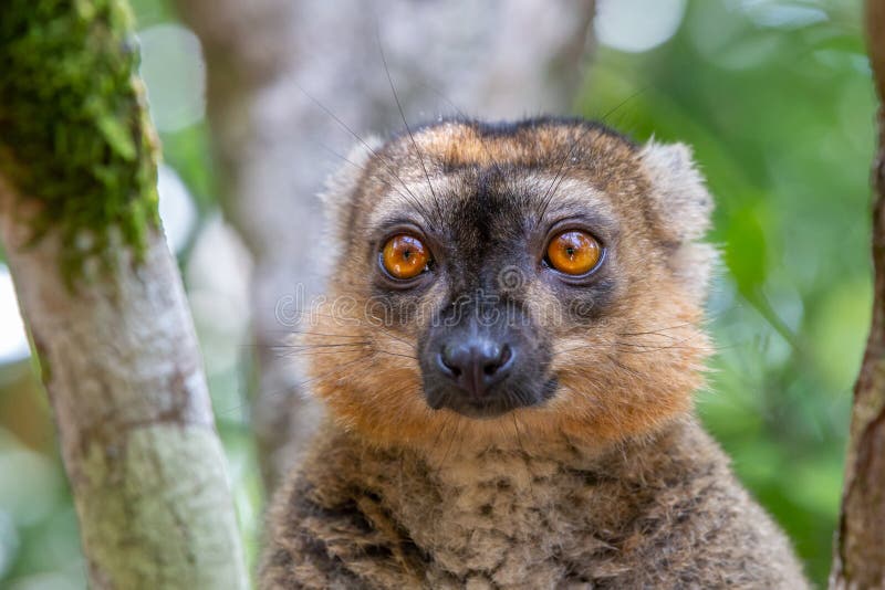 A Portrait of a Red Lemur in Its Natural Environment Stock Photo ...