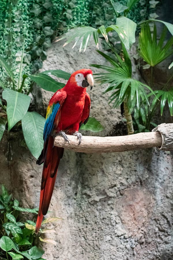 Portrait of a Red Macaw Posing on a Branch Stock Photo - Image of ...