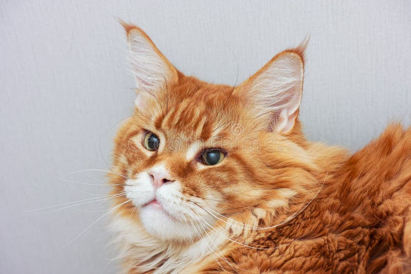 Portrait of a Red Maine Coon Cat Stock Image - Image of mammal, head ...