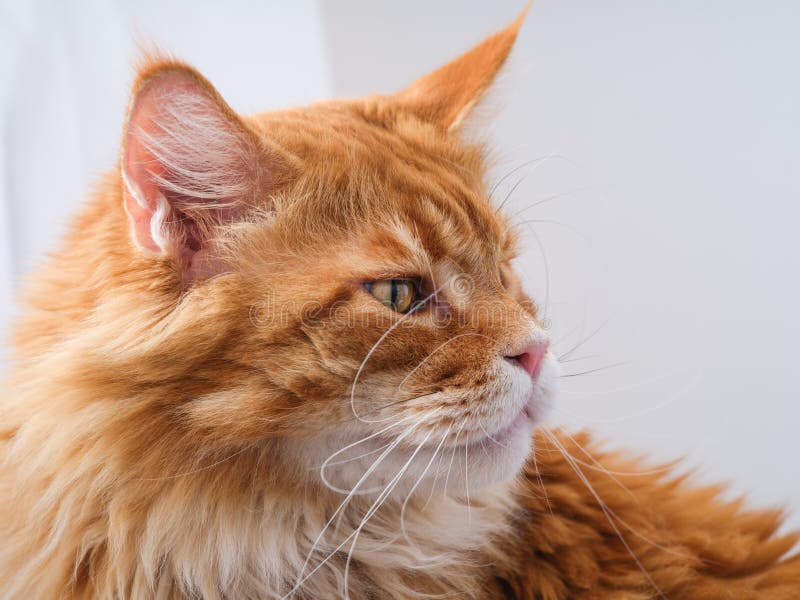 Portrait of a Red Maine Coon Cat Stock Image - Image of spotted ...