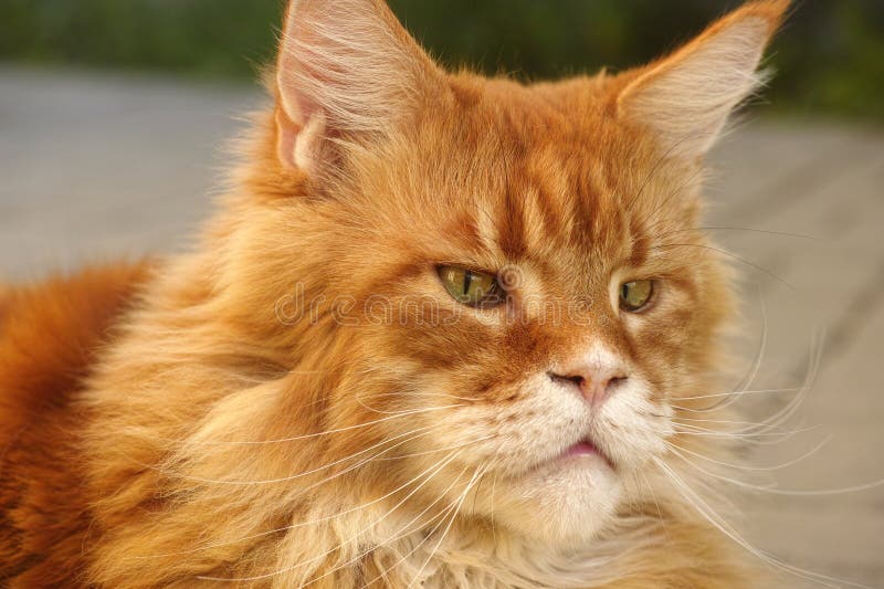 A Portrait of a Red Maine Coon Cat Stock Image - Image of whiskers ...