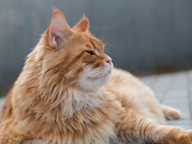 A Portrait of a Red Maine Coon Cat Lying Outside Stock Image - Image of ...