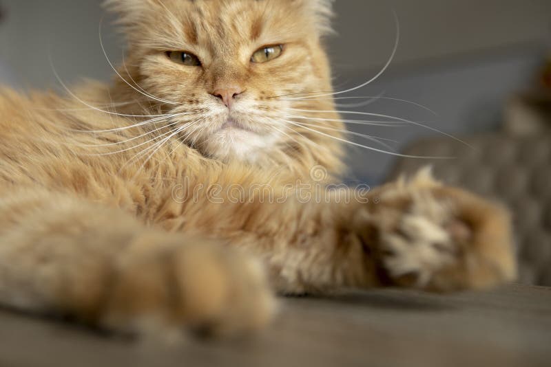 Red maine-coon stock photo. Image of maine, mammal, coon - 212722080