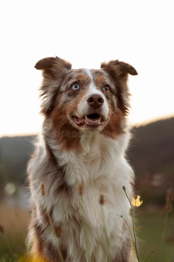 What Is A Red Merle Dog