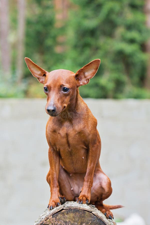 Red Miniature Pinscher Stock Photos - Download 662 Royalty Free Photos