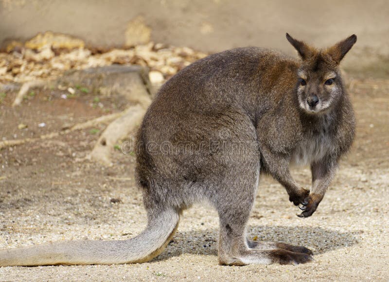 Portrait of a Red-necked Wallaby or Bennetts Wallaby Stock Photo ...