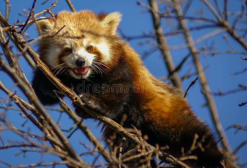 Portrait of Red Panda, Also Called Lesser Panda Stock Image - Image of ...
