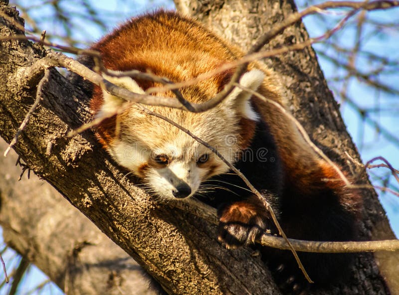 Portrait of Red Panda, Also Called Lesser Panda Stock Image - Image of ...