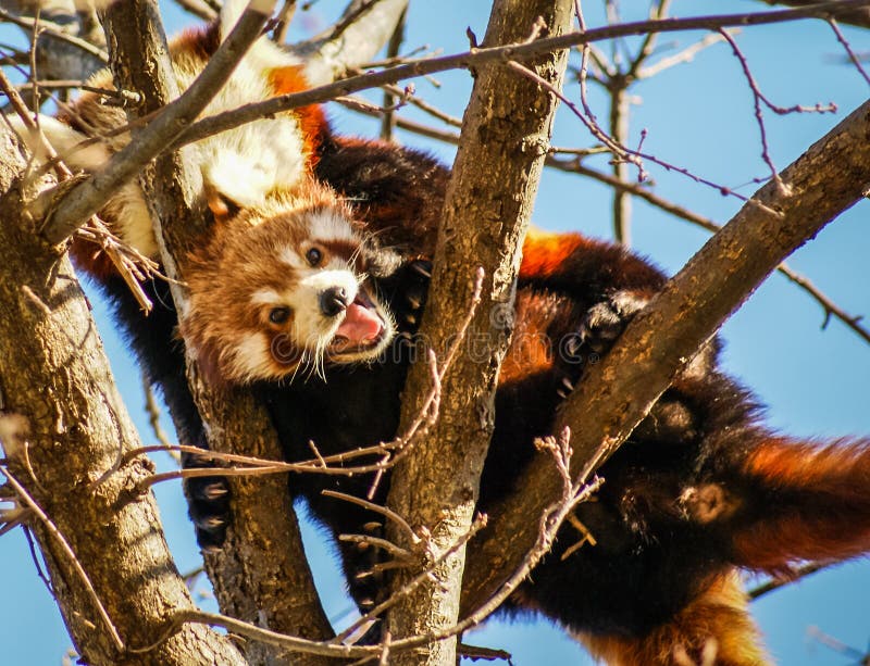 Portrait of Red Panda, Also Called Lesser Panda Stock Image - Image of ...