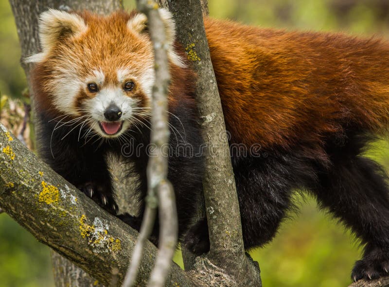 Portrait of Red Panda, Also Called Lesser Panda Stock Photo - Image of ...