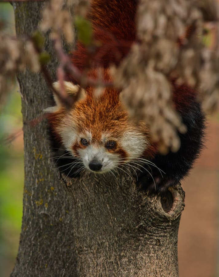 Portrait of Red Panda, Also Called Lesser Panda Stock Photo - Image of ...