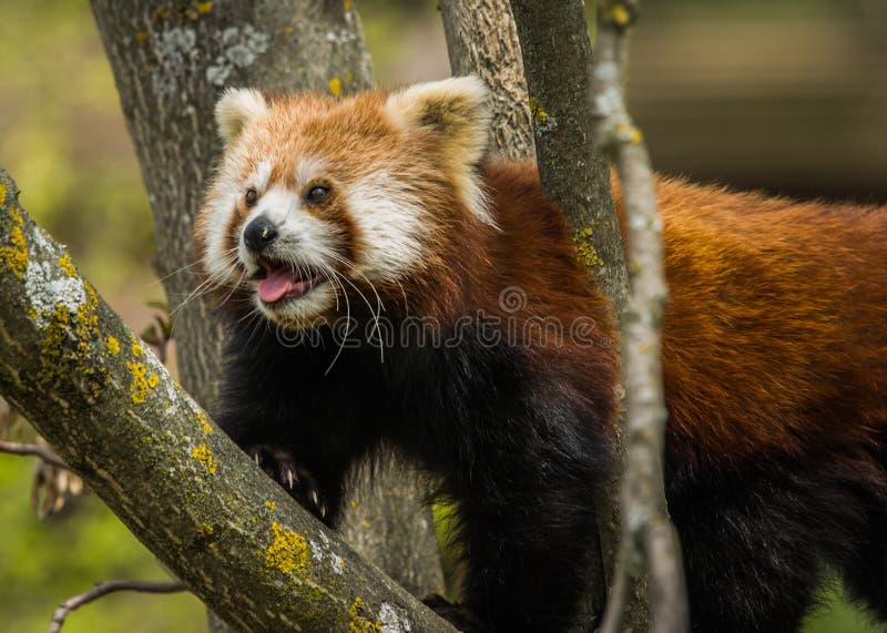 Portrait of Red Panda, Also Called Lesser Panda Stock Photo - Image of ...