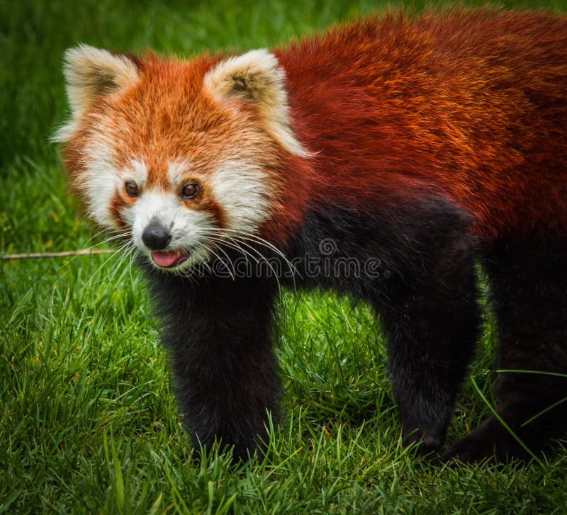 Portrait of Red Panda, Also Called Lesser Panda Stock Image - Image of ...