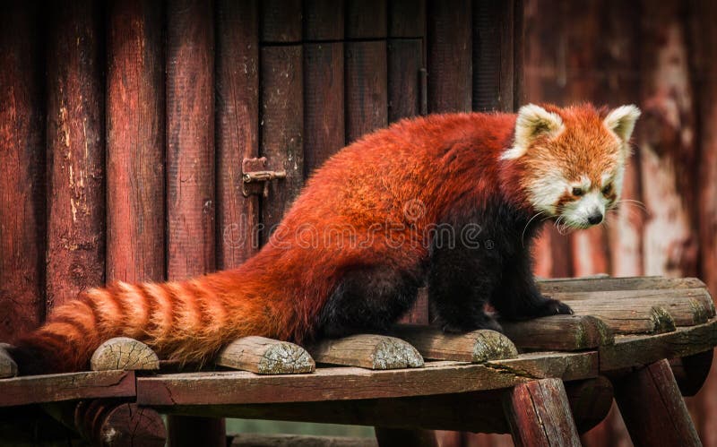 Portrait of Red Panda, Also Called Lesser Panda Stock Image - Image of ...
