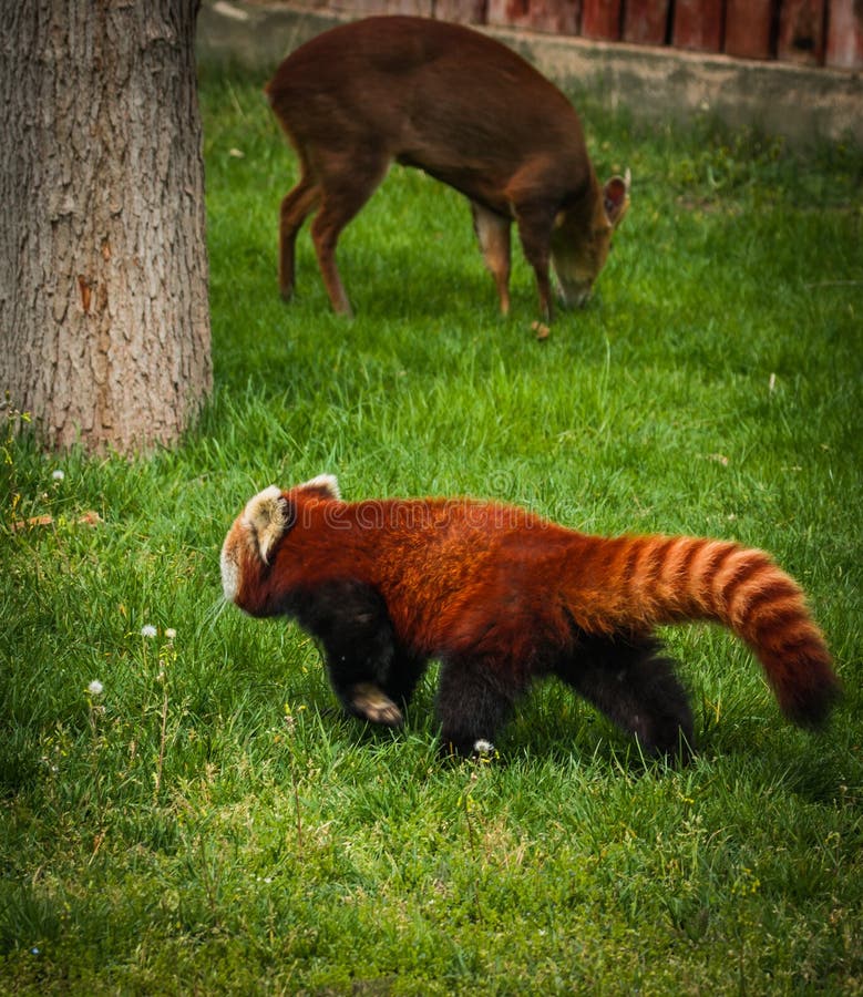Portrait of Red Panda, Also Called Lesser Panda Stock Photo - Image of ...