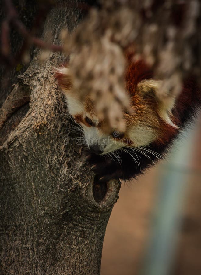 Portrait of Red Panda, Also Called Lesser Panda Stock Photo - Image of ...