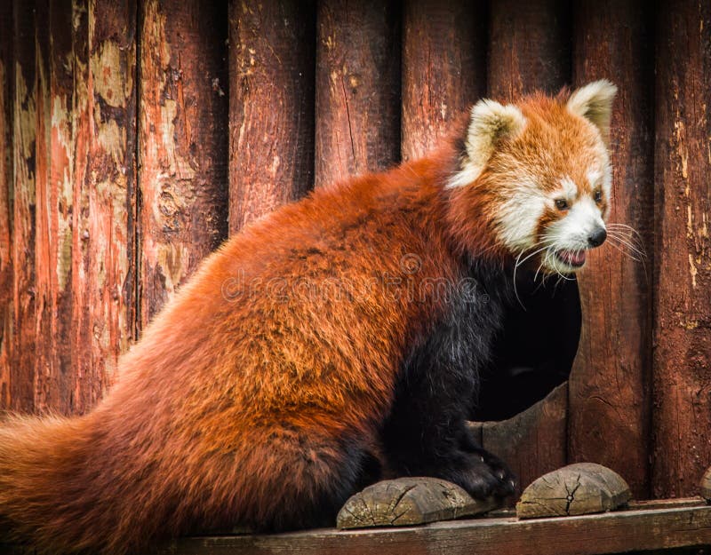 Portrait of Red Panda, Also Called Lesser Panda Stock Photo - Image of ...