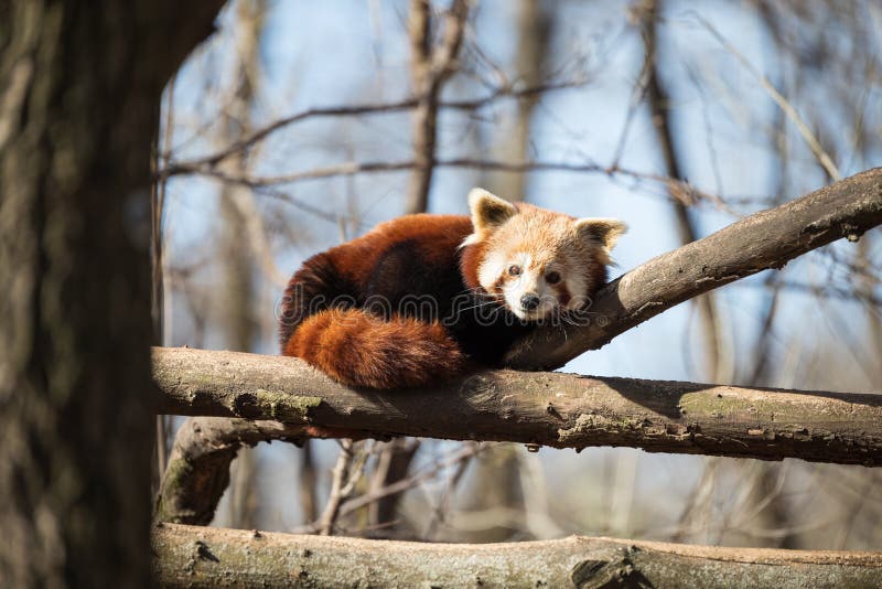 Portrait of Red Panda Lying on Tree Stock Photo - Image of raccoon ...
