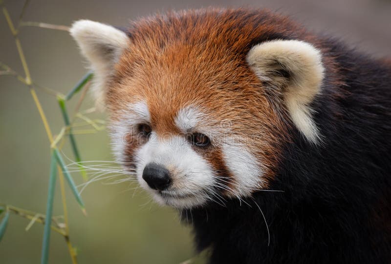 A Red Panda Portrait stock image. Image of bighorn, maasai - 164176935