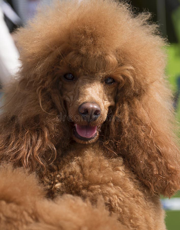 Portrait of red poodle stock photo. Image of puppy, breed - 69270878