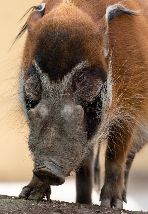 Portrait of Red River Hog, Also Known As the Bush Pig Stock Photo ...