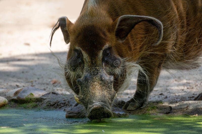 Portrait of a Red River Hog Drinking Water Stock Photo - Image of head ...