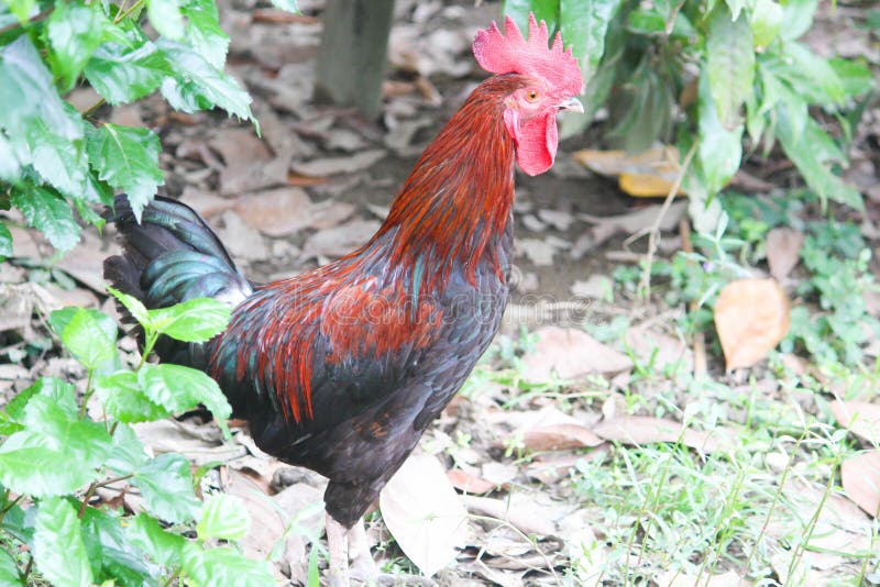Portrait of a red rooster stock image. Image of animal - 260013477