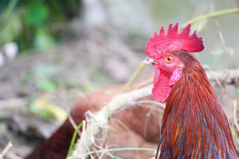 Portrait of a red rooster stock photo. Image of animal - 260020628