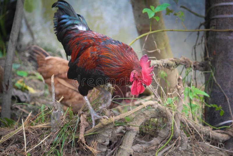 Portrait of a red rooster stock photo. Image of animal - 260020628
