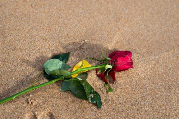 Portrait of a Red Rose Lying on the Beach Sand Stock Image - Image of ...