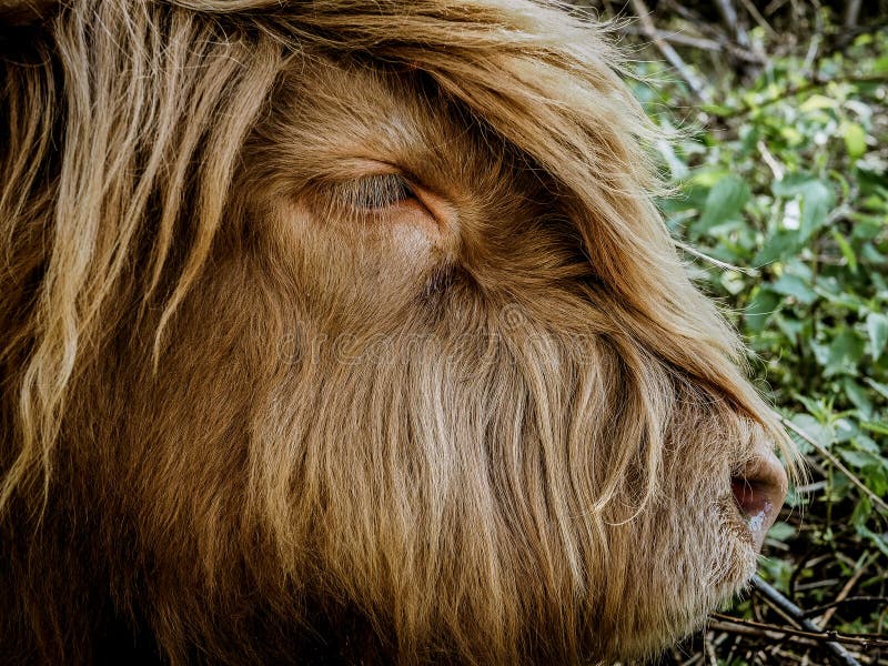 Portrait of a Red Scottish Cow Stock Image - Image of cattle, face ...