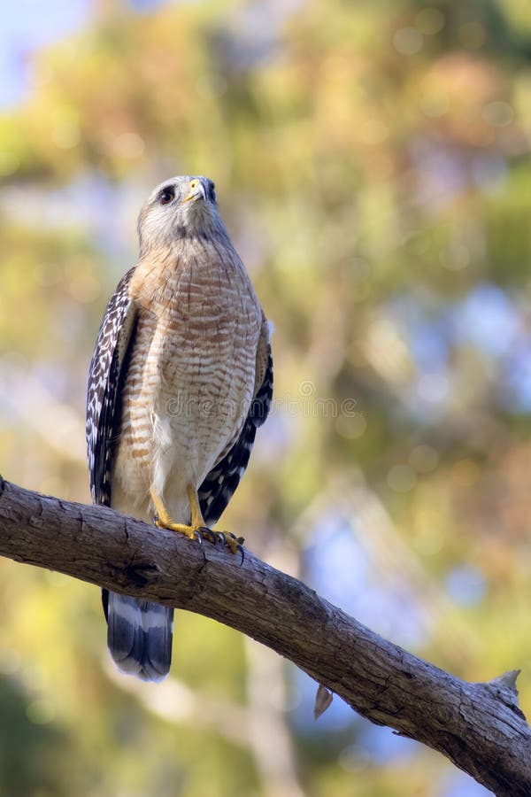 Portrait of a Red-Shouldered Hawk Stock Photo - Image of predator ...