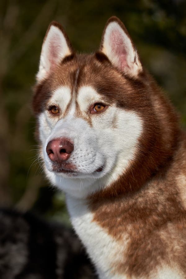 Portrait of a Red Siberian Husky Dog. Stock Photo - Image of face, wolf ...