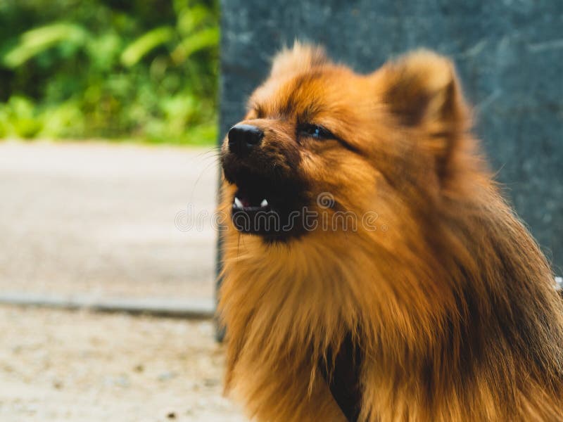 Portrait of a Red Spitz Dog. Stock Image - Image of fluffy, mammal ...