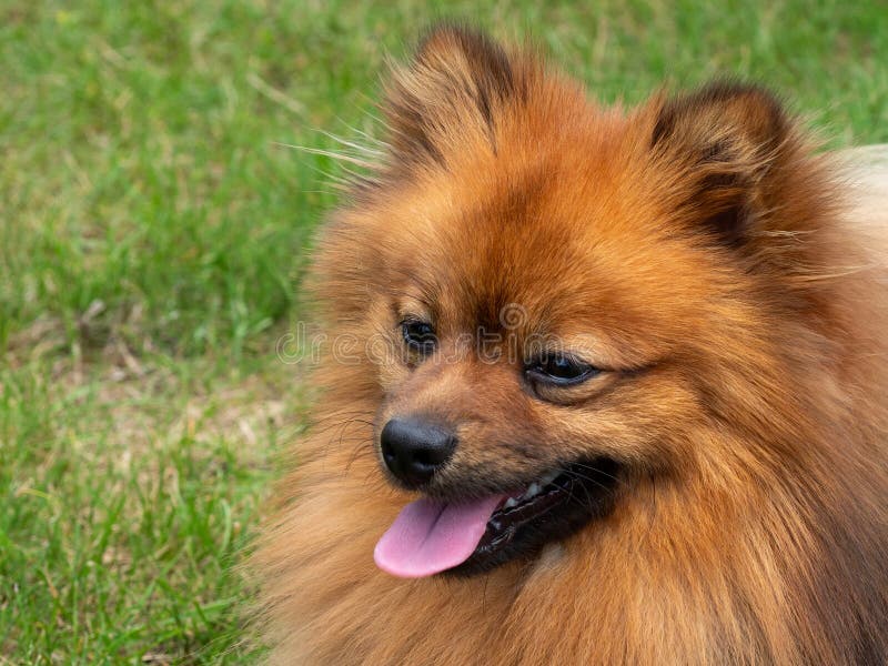 Portrait of a Red Spitz Dog. Stock Photo - Image of puppy, fluffy ...