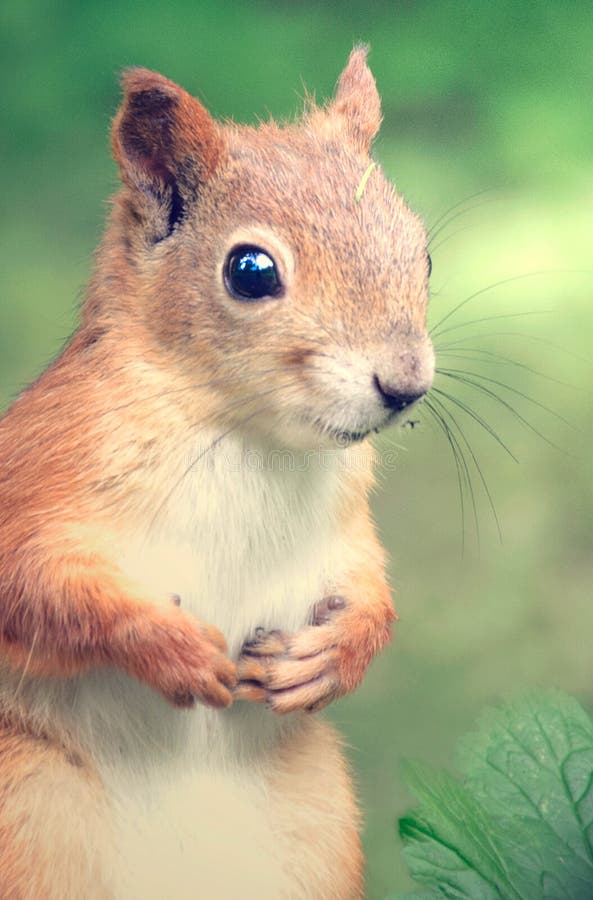 Portrait of a Red Squirrel Close-up Stock Photo - Image of wild, close ...