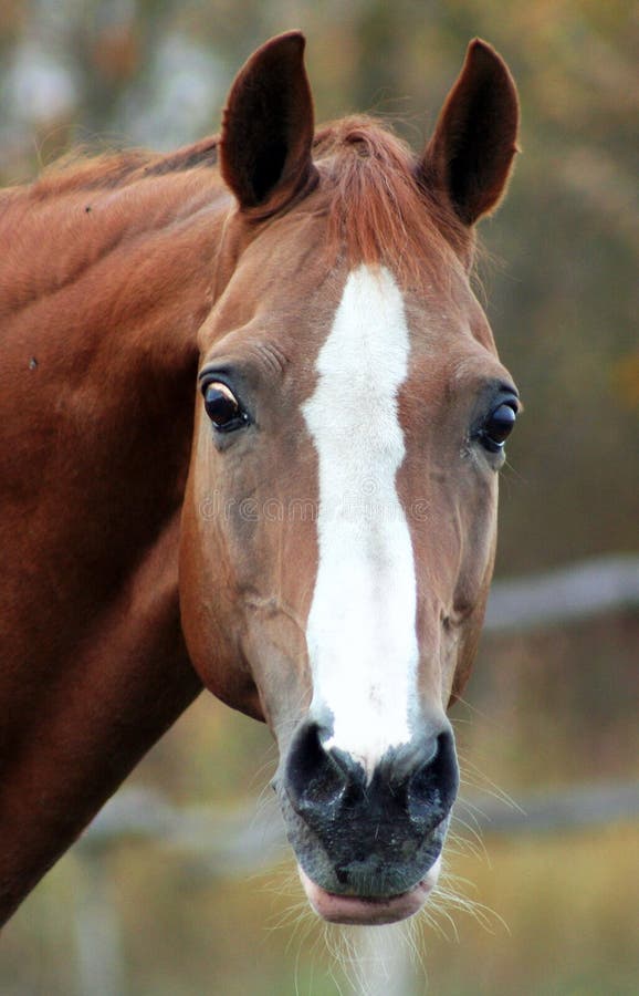 Portrait of a red stallion stock image. Image of rufous - 11996717