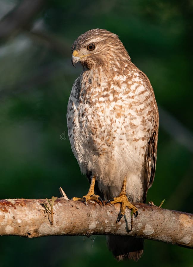 Red tail Hawk on the tree stock image. Image of feather - 121012263