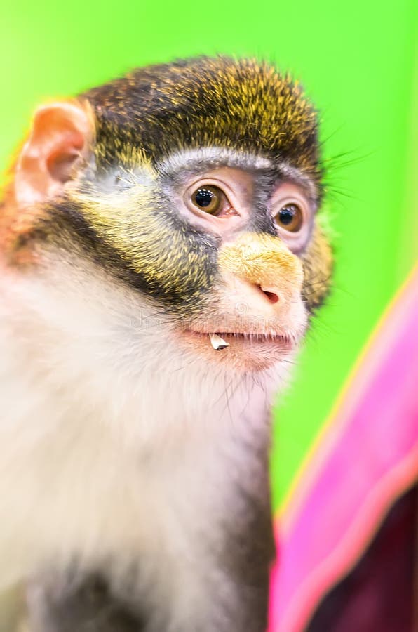 Portrait of Red Tail Monkey, or Schmidt`s Guenon Cercopithecus Ascanius ...