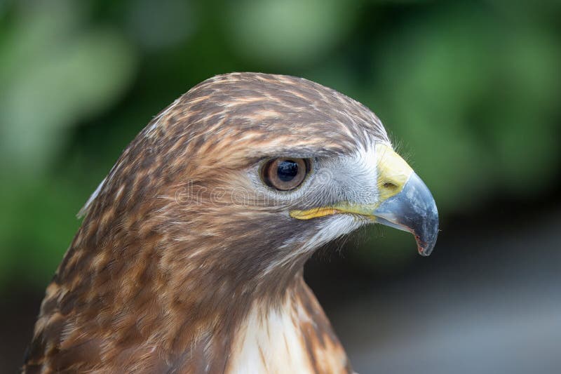Portrait of Red Tailed Hawk Face in Profile Stock Image - Image of ...