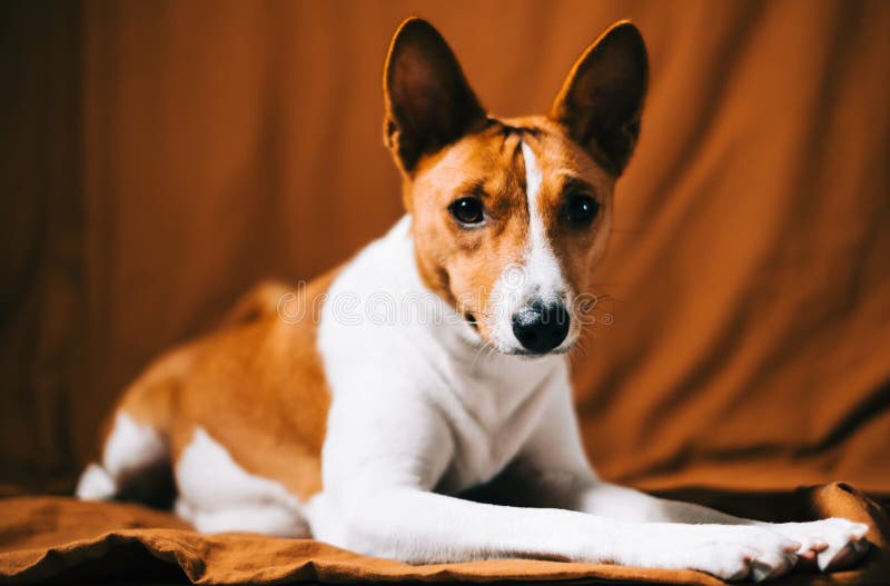 Portrait of Red White Basenji Dog Stock Photo - Image of basenji, breed ...
