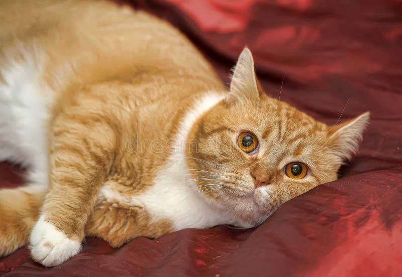 Portrait of a Red and White Cat Stock Image - Image of facing ...