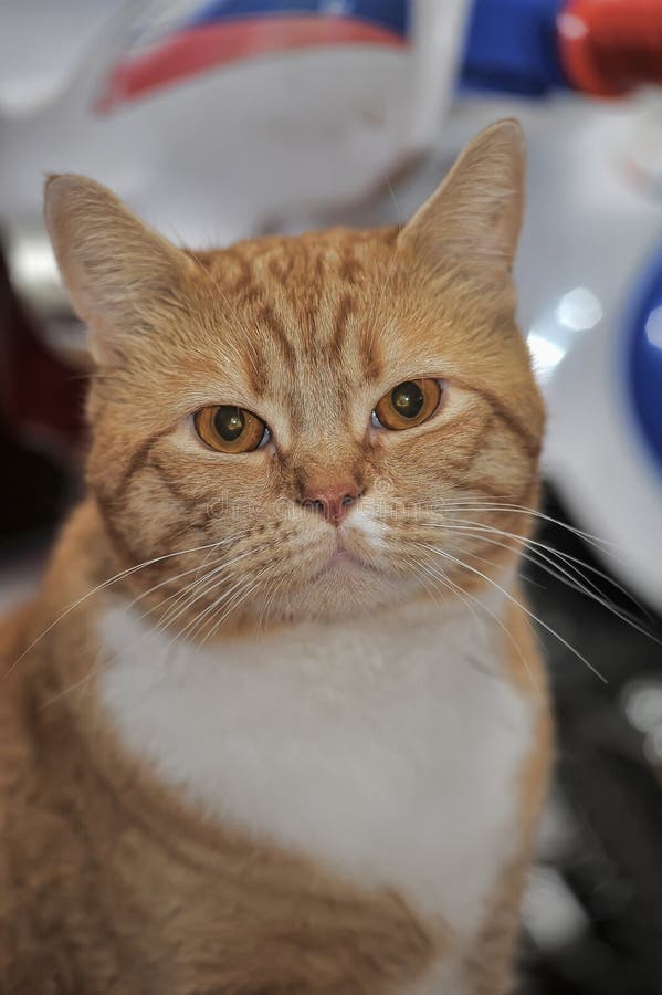 Portrait of a Red and White Cat Stock Photo - Image of feline, ordinary ...