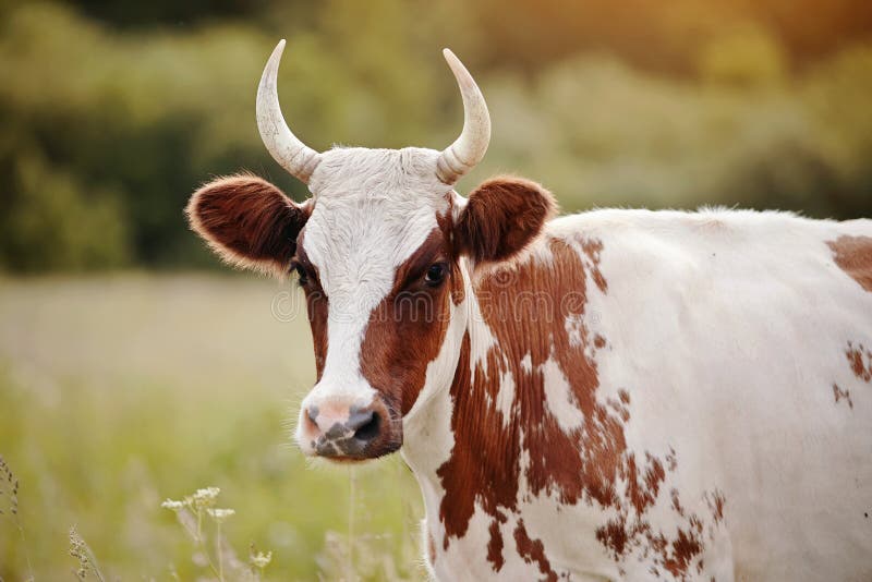Portrait of a Red - a White Cow Stock Image - Image of head, bovine ...