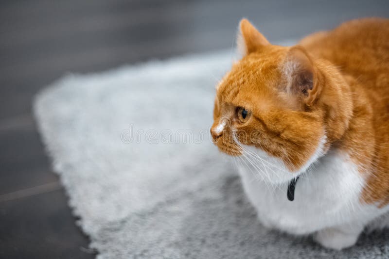 Portrait of Red White Cute Home Cat. Stock Photo - Image of agog ...
