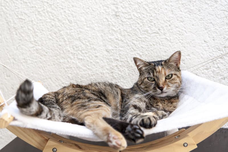 Relaxed cat stock photo. Image of animals, feline, boxes - 230420254