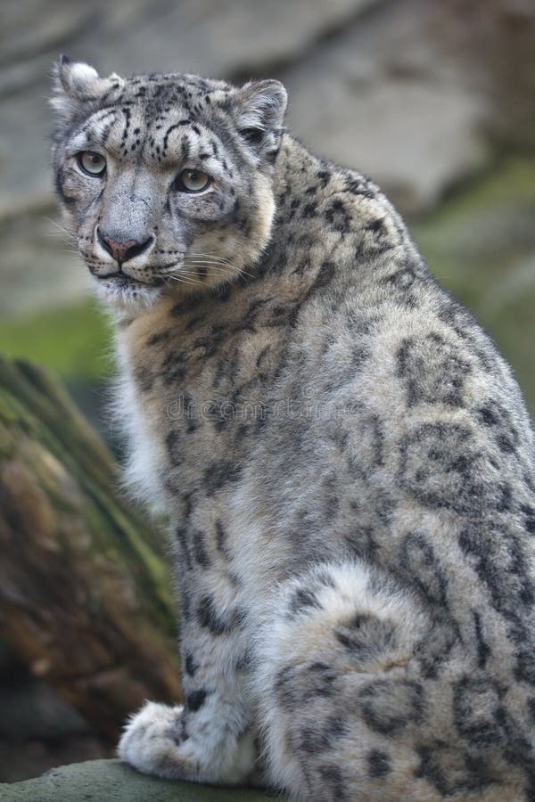 Portrait Resting Snow Leopard, Uncia Uncia Stock Photo - Image of uncia ...