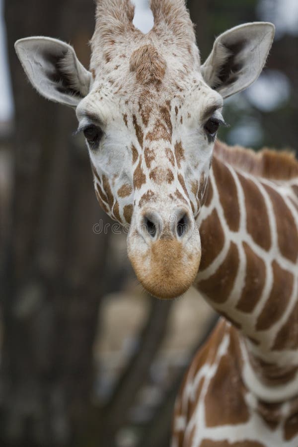 646 Front View Giraffe Stock Photos - Free & Royalty-Free Stock Photos ...