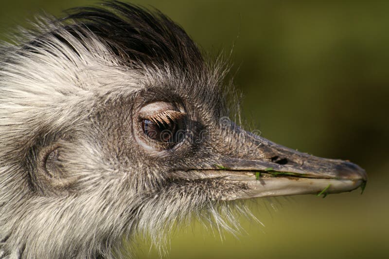 Portrait of Rhea bird stock image. Image of view, rheiformes - 22813141